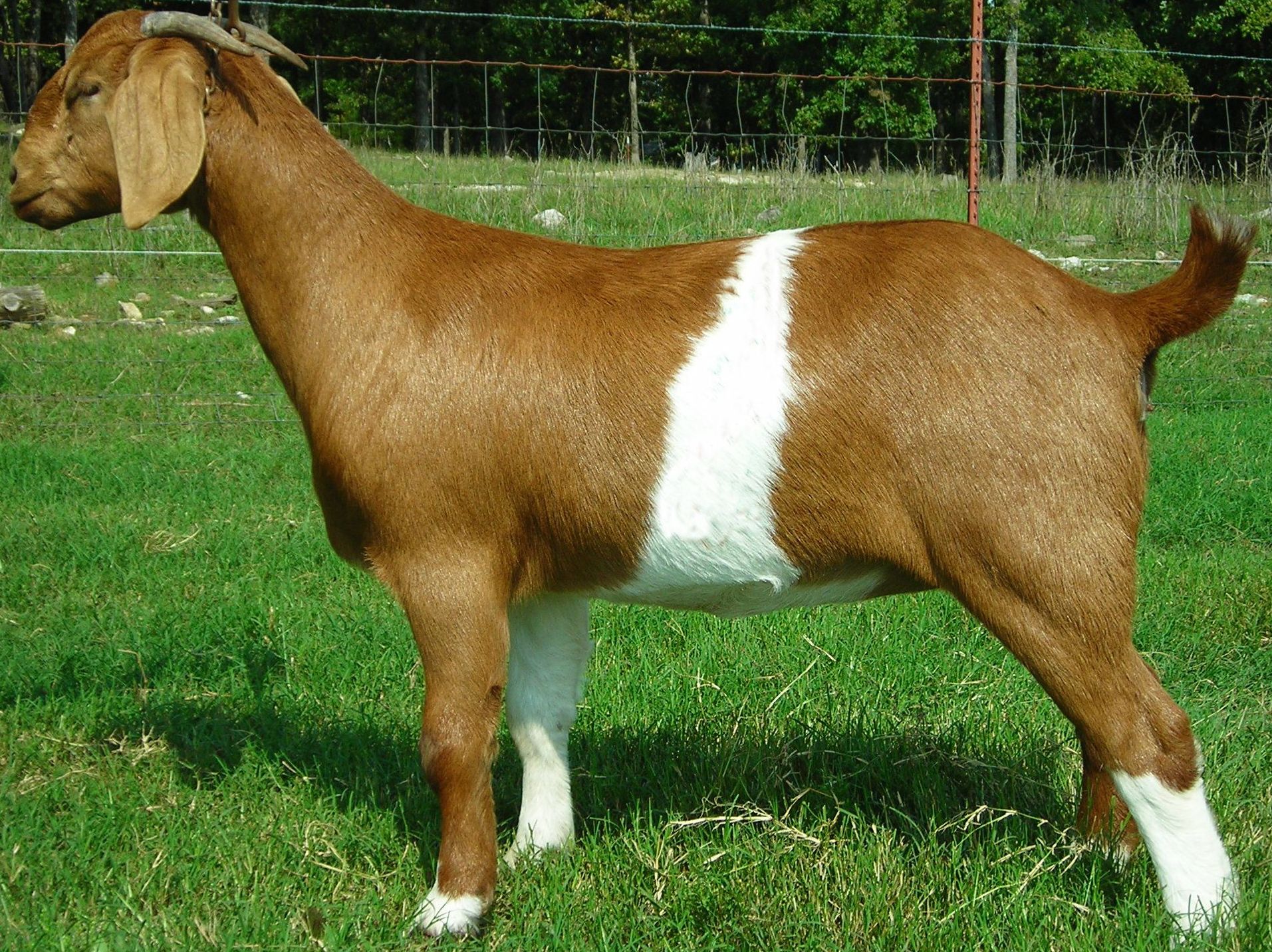 Live Stock Goat Breeds Of Goat Live Stock Goat Breeds Of Goat