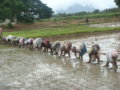 rice planting methods