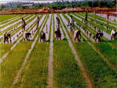 rice planting methods