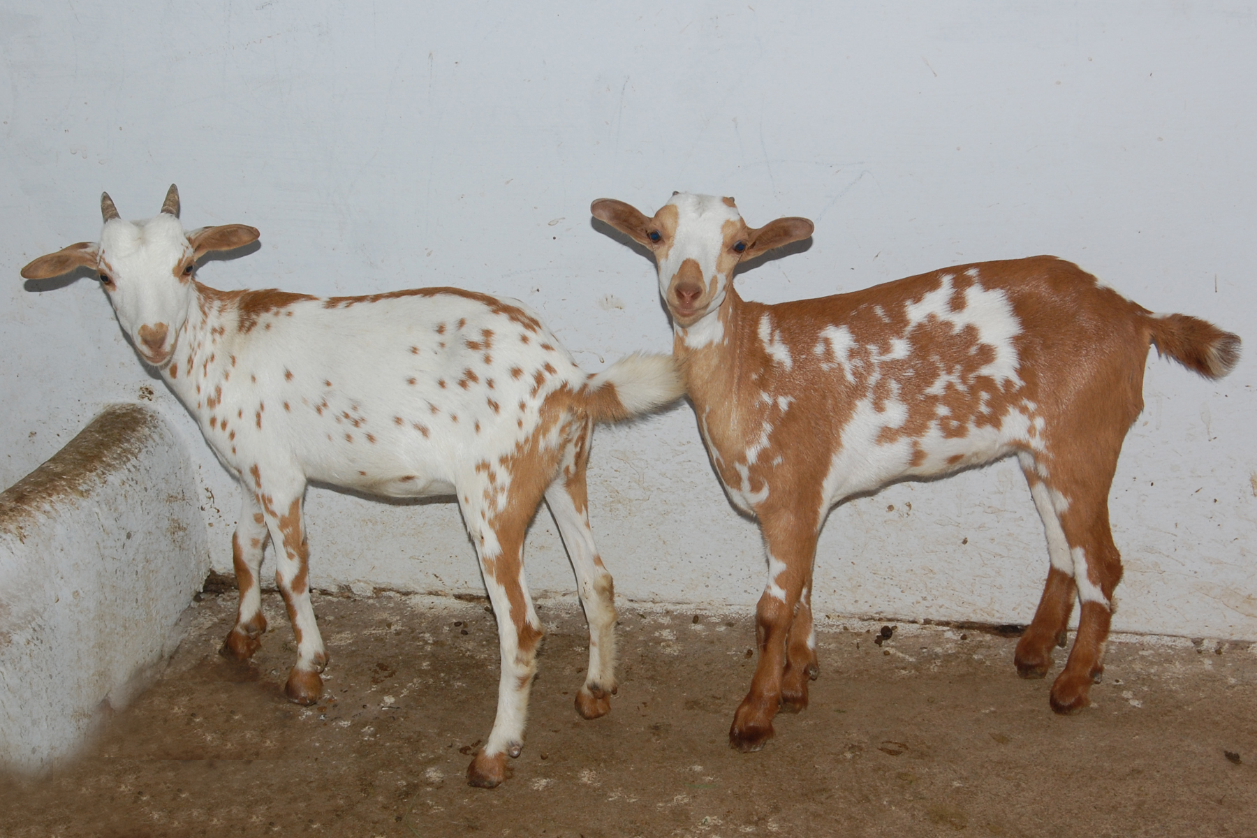 Housing of sheep and goats