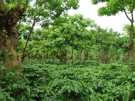 arabica coffee plantation in india